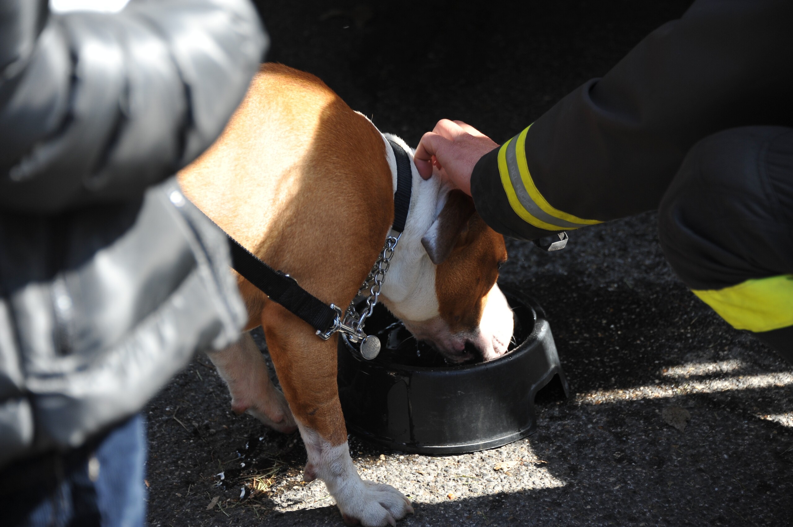 Rome: Mauled by his own pit bull, 30-year-old in critical condition in ...