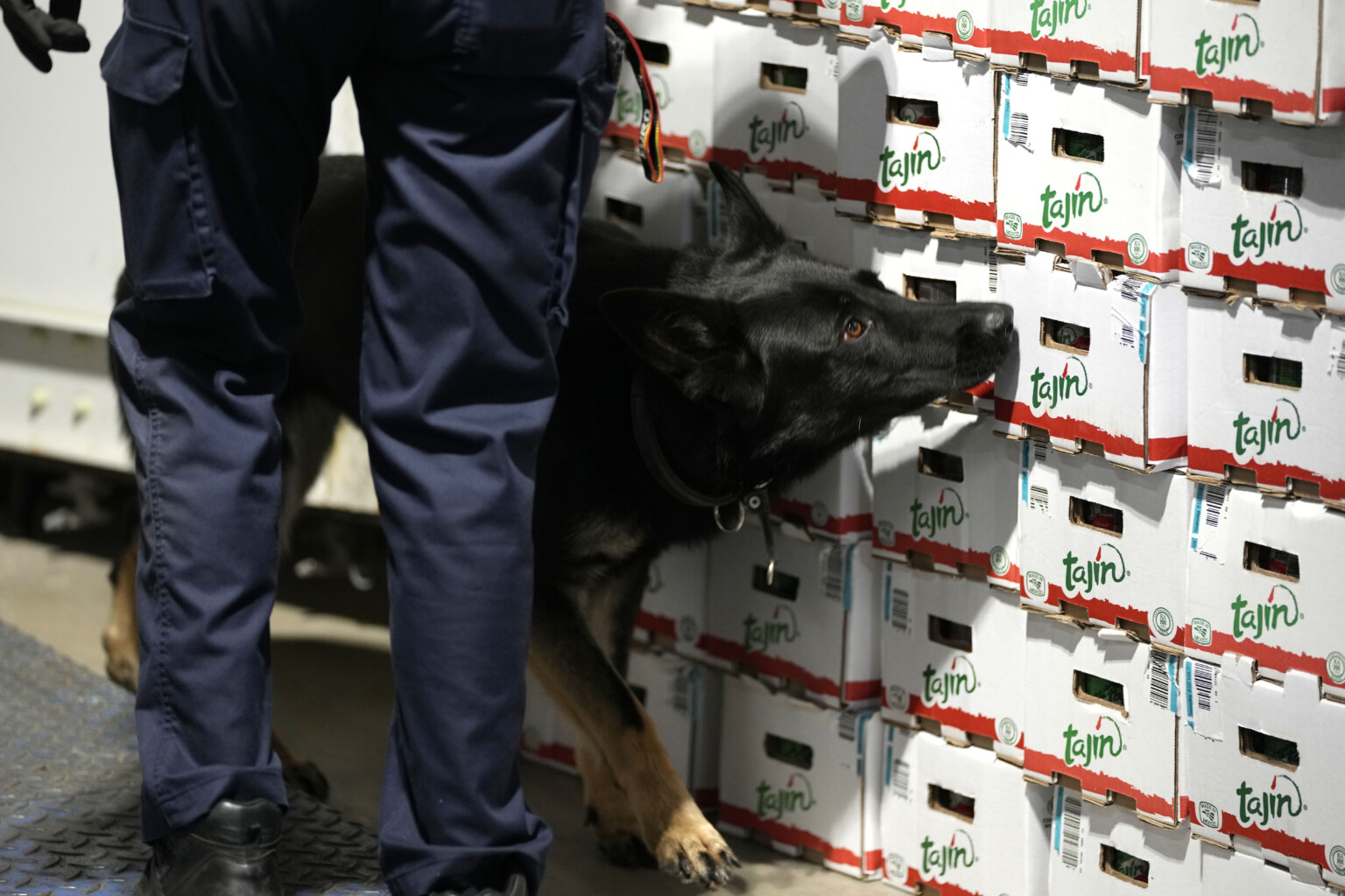 Rome: container with 50 kg of cocaine discovered at the port of ...