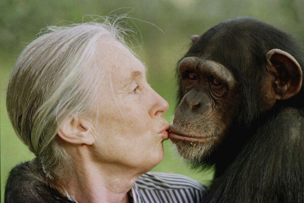 Science: Jane Goodall, ethologist famous for her studies on chimpanzees ...